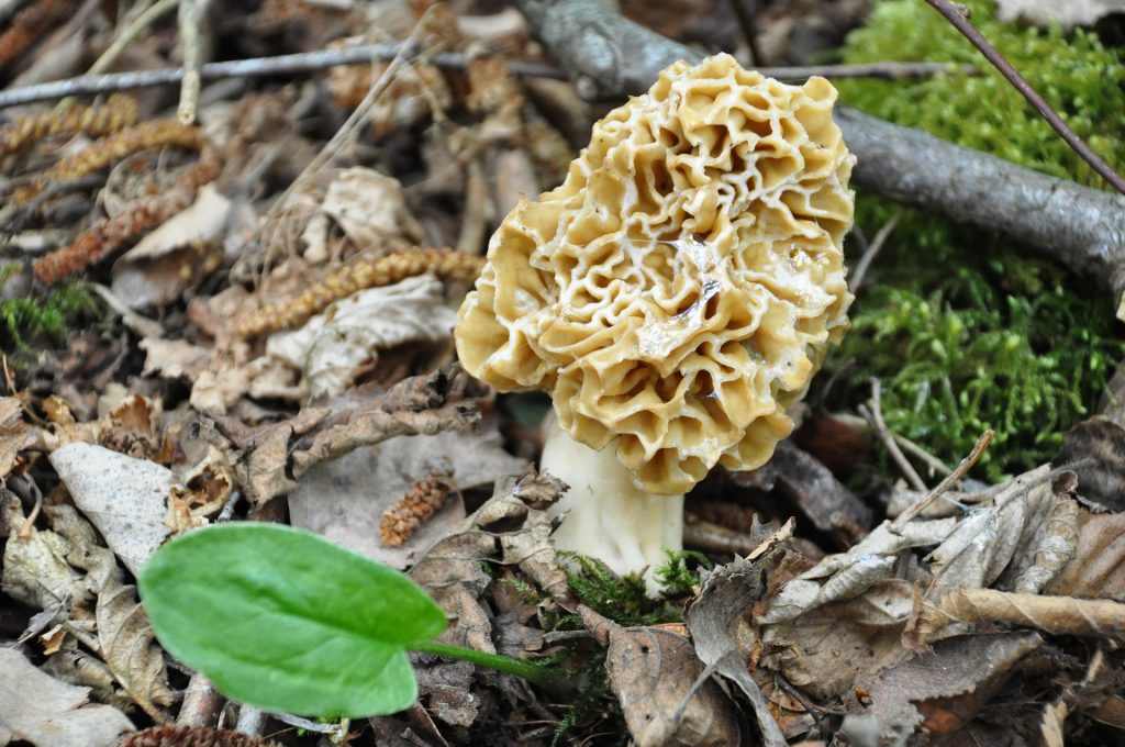 An Easy to Follow Guide to Growing Morel Mushrooms at Home - Garden and ...