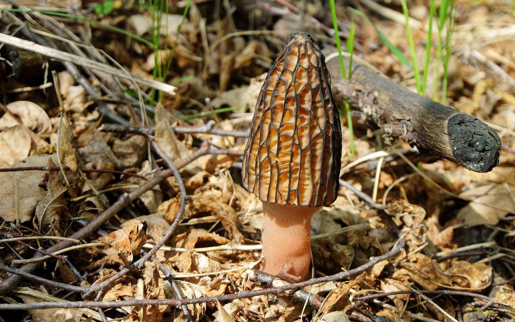 An Easy to Follow Guide to Growing Morel Mushrooms at Home - Garden and ...