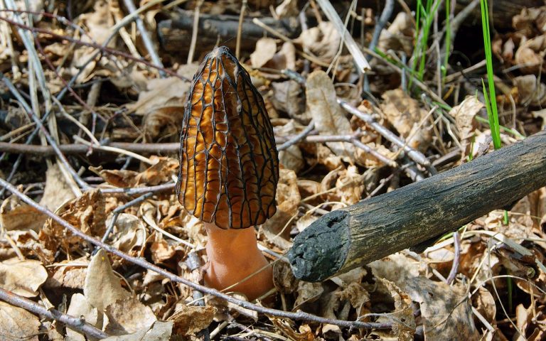 An Easy to Follow Guide to Growing Morel Mushrooms at Home - Garden and ...