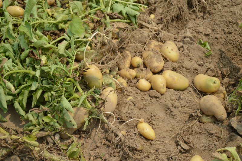 4 Great Methods for Harvesting Potatoes and Storing Them for Winter - Garden and Happy