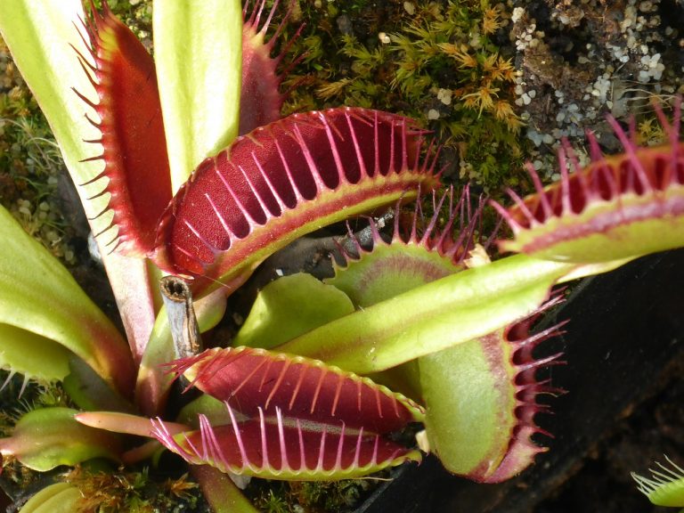The Ultimate Venus Fly Trap Care and Growing Guide - Garden and Happy