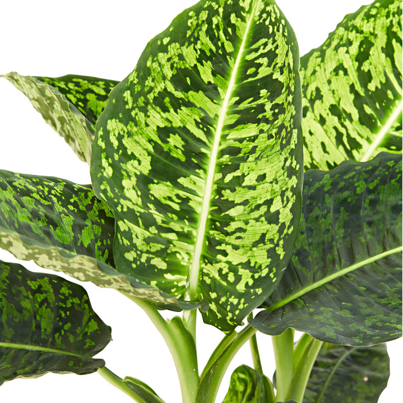 Essential Tips for "Dumbcane" Dieffenbachia Care and Cultivation ...