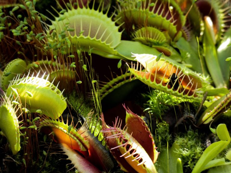 The Ultimate Venus Fly Trap Care and Growing Guide - Garden and Happy