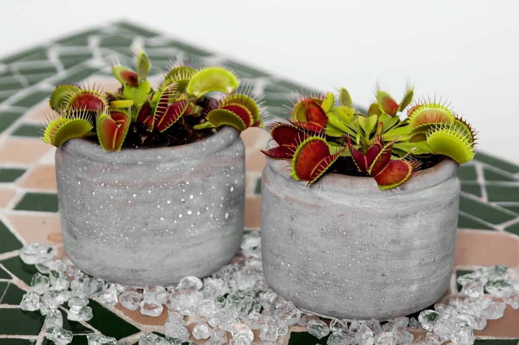 The Ultimate Venus Fly Trap Care and Growing Guide - Garden and Happy
