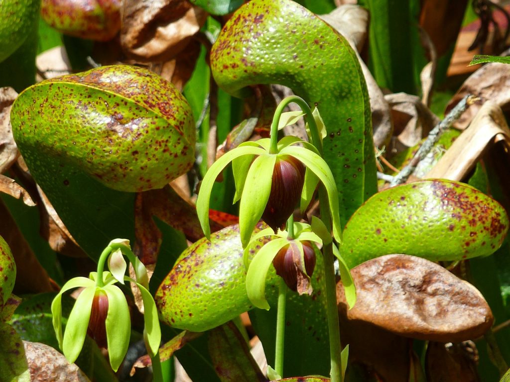The Ultimate Venus Fly Trap Care and Growing Guide - Garden and Happy