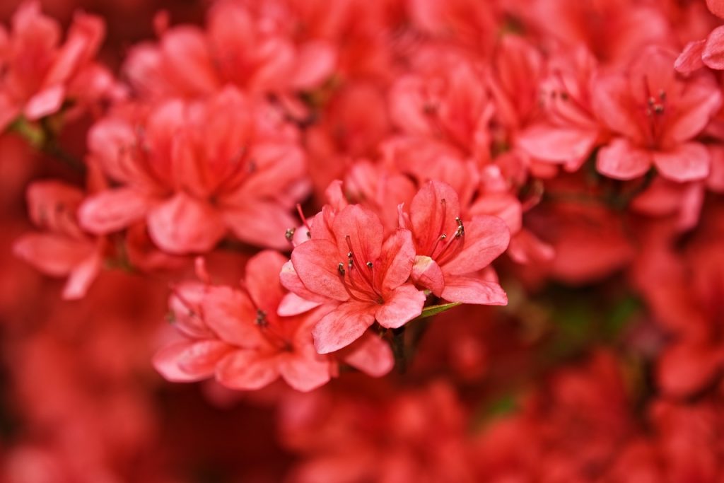 24 Gorgeous Christmas Plants that Aren't Poinsettias - Garden and Happy