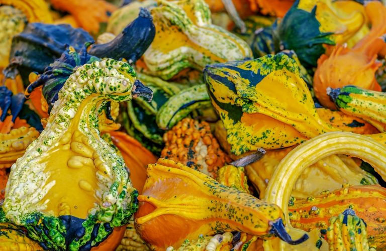 15 Amazing Ways to Use Decorative Gourds This Fall - Garden and Happy