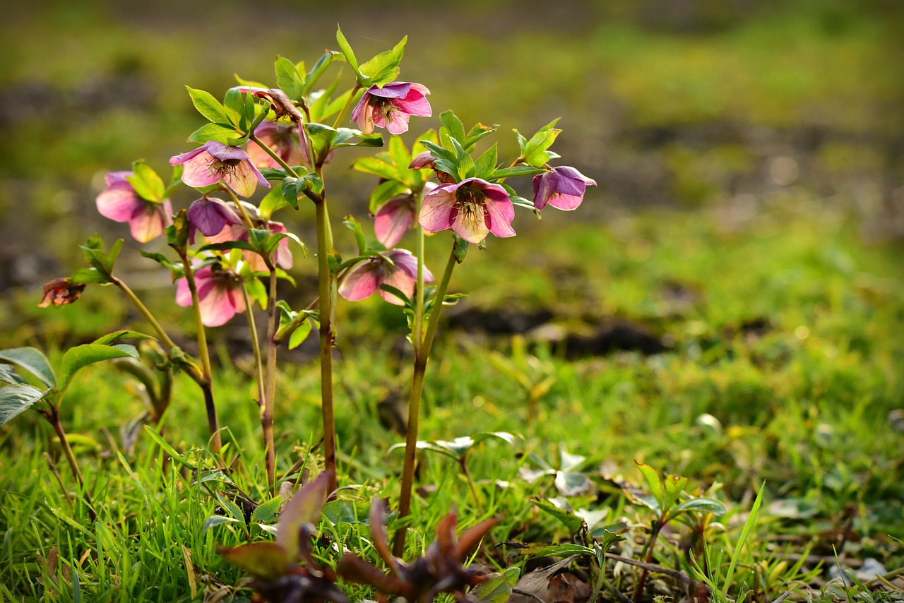 All You Ever Wanted to Know About the Magical Hellebore Plant - Garden ...