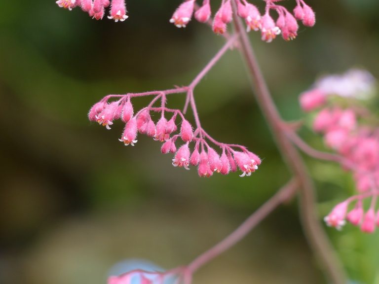 Coral Bells (Heuchera) Grow and Care Guide - Garden and Happy