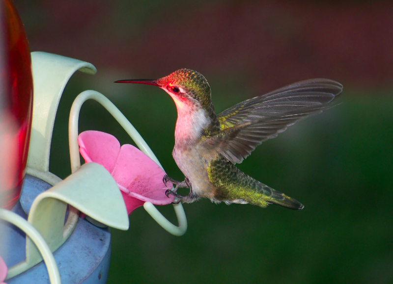9 Easy and Beautiful DIY Hummingbird Feeder Gift Ideas - Garden and Happy