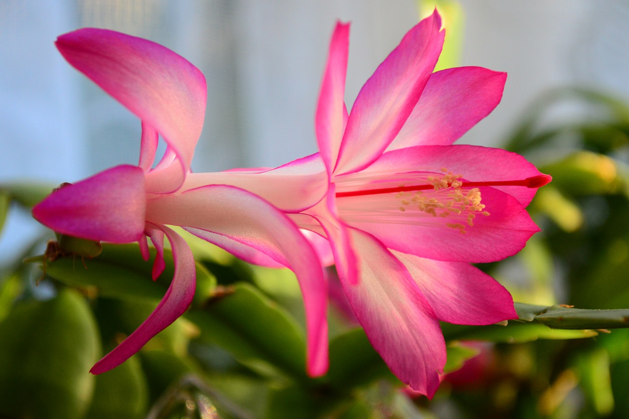 All You Need to Know About Growing a Christmas Cactus - Garden and Happy