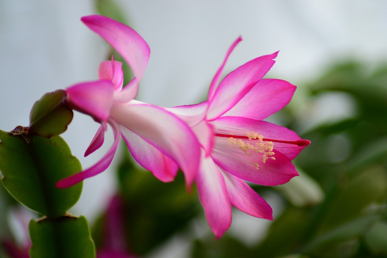 All You Need to Know About Growing a Christmas Cactus - Garden and Happy